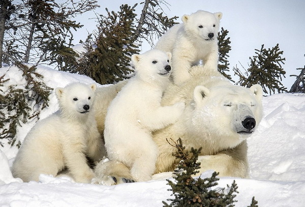国际北极熊日：呆萌大块头玩转冰雪世界(高清组图)|北极熊|极地_凤凰资讯