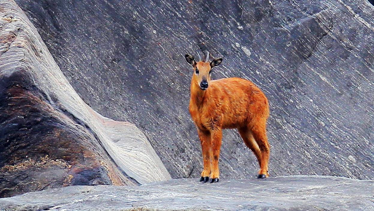 Hybrid red goral (Naemorhedus baileyi) - ZooChat